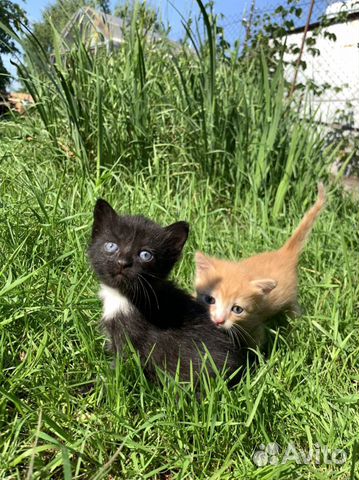 Котята чудесные