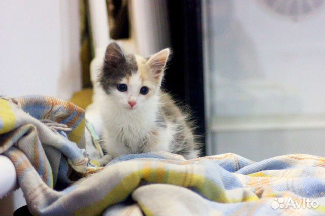 Котенок трехцветка Джекки