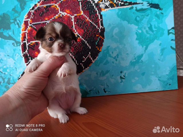 Чихуахуа mini девочка