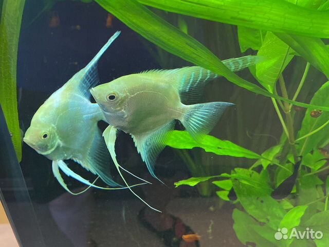 Скалярия платина