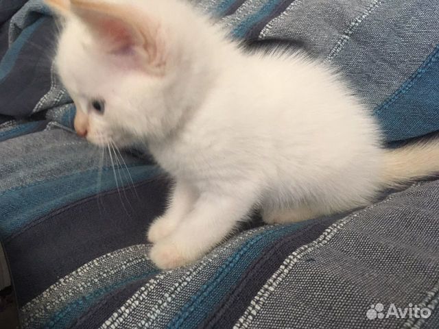 Невская маскарадная