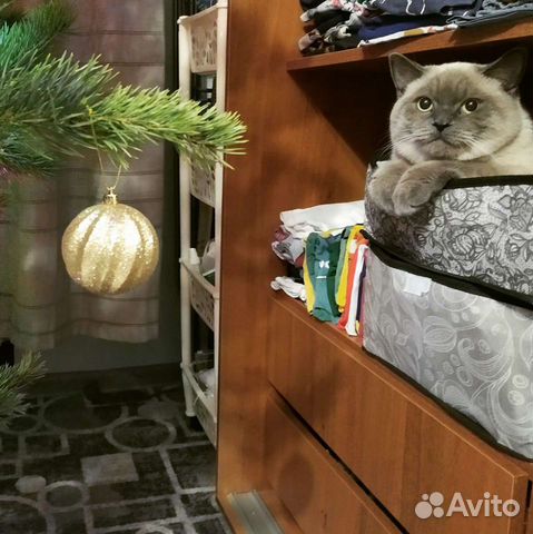 Шотландский скоттиш страйт