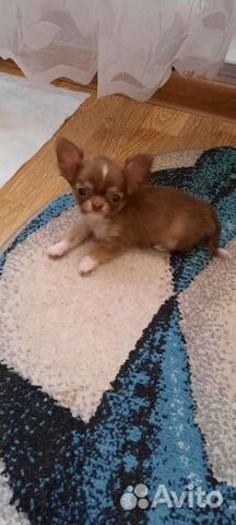 Собаки чихуахуа щенок