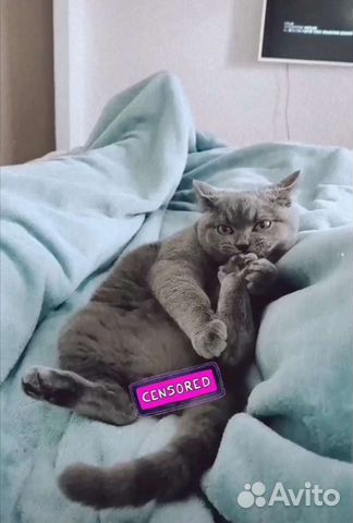 Шотландский прямоухий котенок