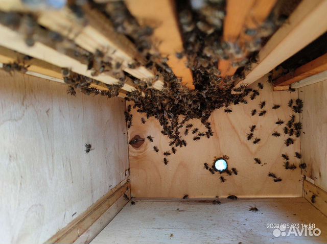 Пчелосемьи карника