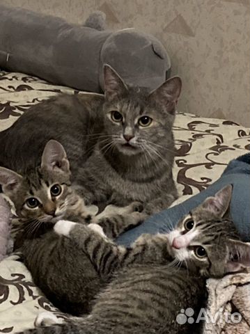 Отдадим котят в добрые руки