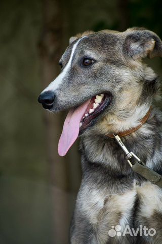 Эльза, 6 месяцев ищет дом