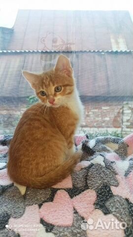 Маленький рыжий котейка