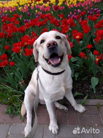 Лабрадор