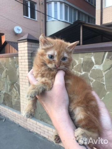 Рыжый кот на счастье, котенок 1 месяц