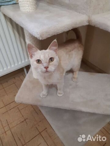 Кошка Тигра