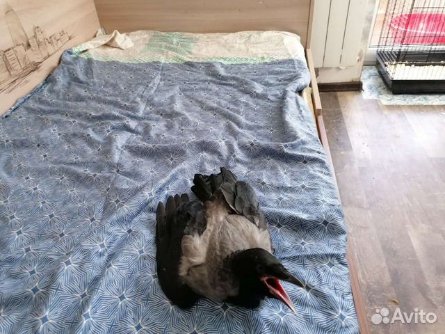 Ворона в добрые руки