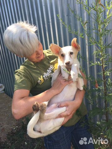 Отдаю малыша Сидика в добрые руки