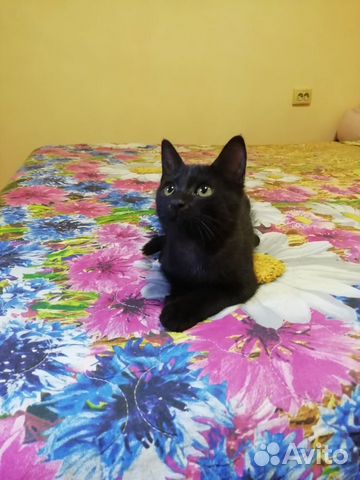 Котенок Мишка 2,5 мес