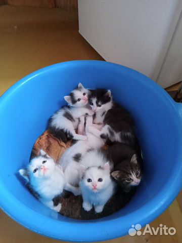 Котята "Уральские игривые "