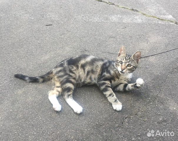 Котенок бенгал в дар