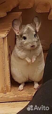 Шиншилленок мальчик Белый Вильсон