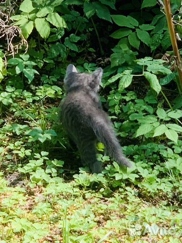 Котята в добрые руки бесплатно