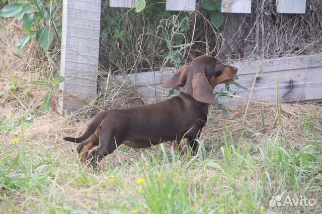 Такса Кроличья