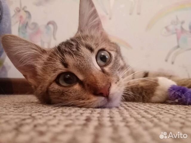 Котёнок в дар