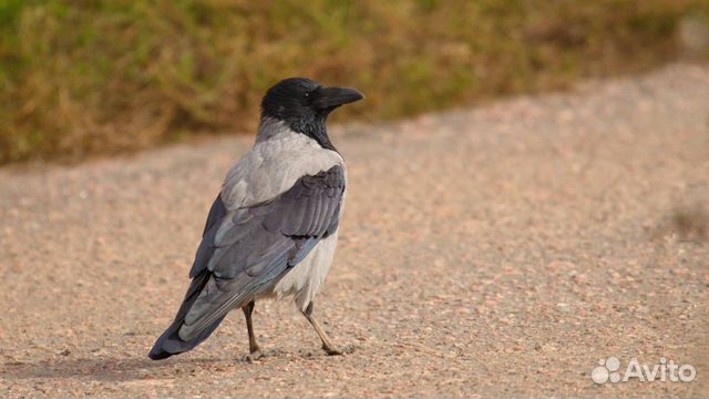 Серая ворона домашнего содержания