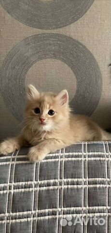 Американский кёрл