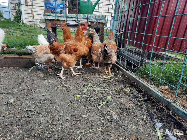 Куры молодки несушки