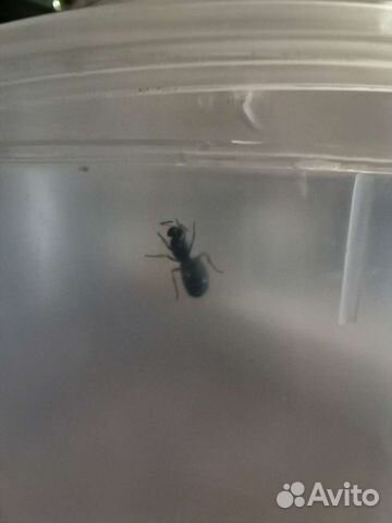 Муравьи нигеры