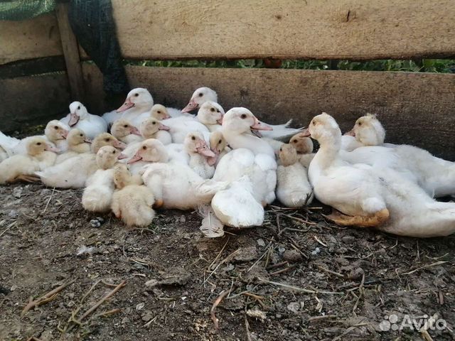 Мускусные утки
