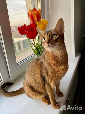 Абиссинская красавица