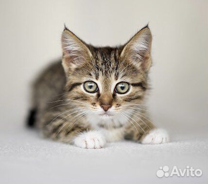 Котенок Веста - трогательный ребенок в дар