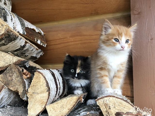 Милейшие рыжие котята и молодая кошечка ищут дом