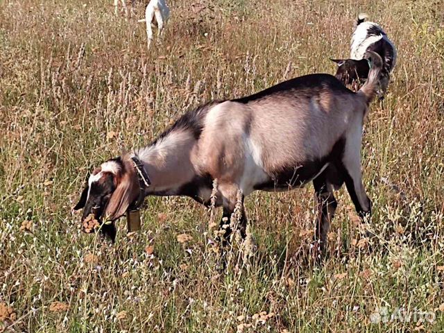 Молочные козы козлята