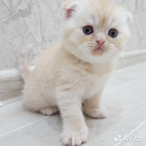 Шотландский вислоухий красавец