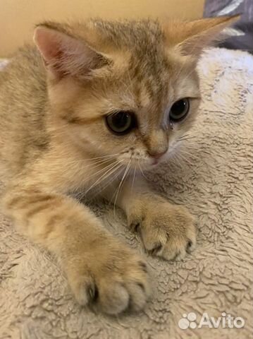 Золотой шотландский котик