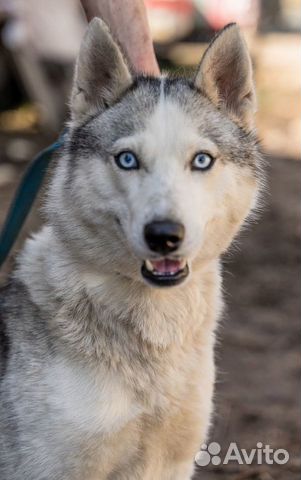 Голубоглазка Бэлла