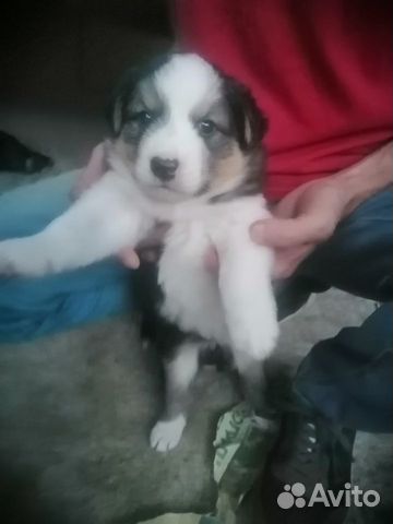 Щенки в дорбрые руки