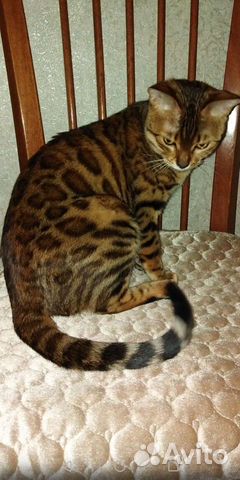 Бенгальская кошка