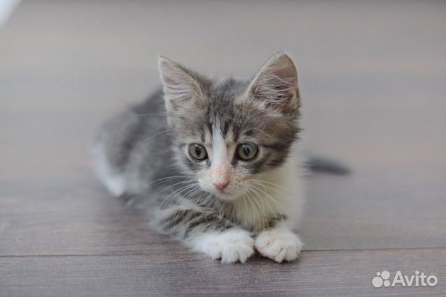 Замечательный котенок мальчик