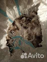 Пух-перо утки