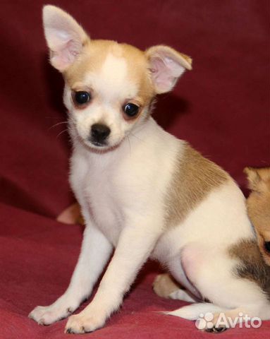 Чихуахуа девочки стандарт