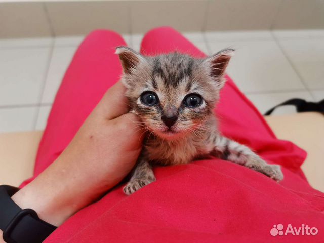 Котенок - девочка Мэнди 1.5 месяца