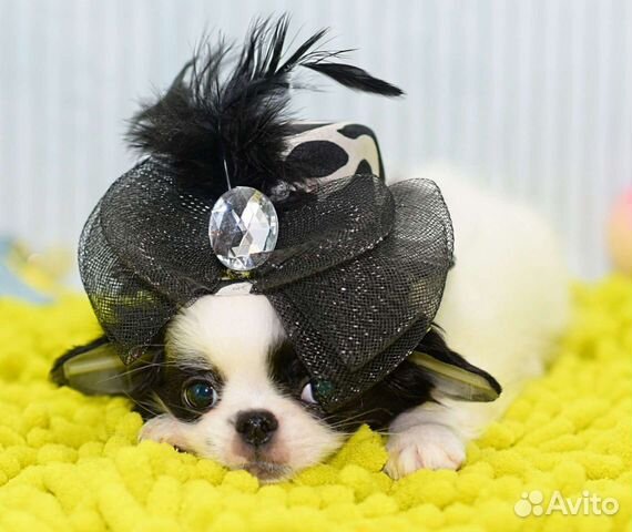 Чихуа хуа девочка стандарт беби фейс