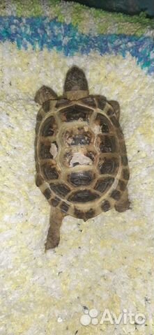 Черепаха сухопутная