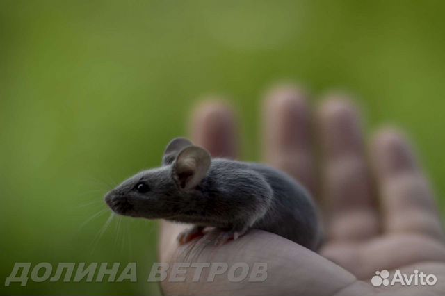 Сатиновая мышка голубая девочка