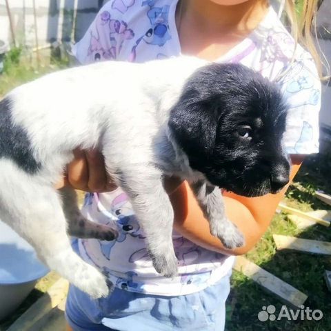 Собака в добрые руки щенок
