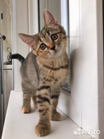 Котенок ищет дом