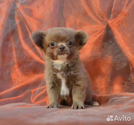 Лиловая пушистая девочка чихуа