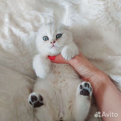 Британская кошка