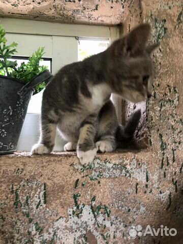 Кошечка малютка